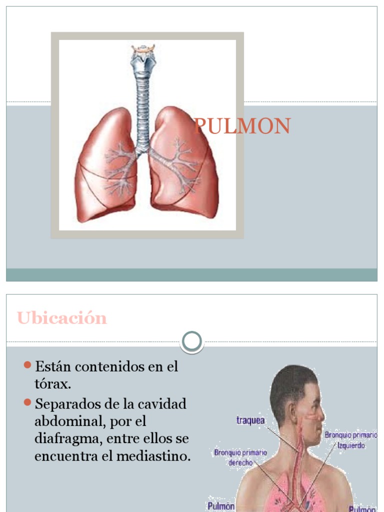 PULMON e IG | Sistema digestivo humano | Pulmón