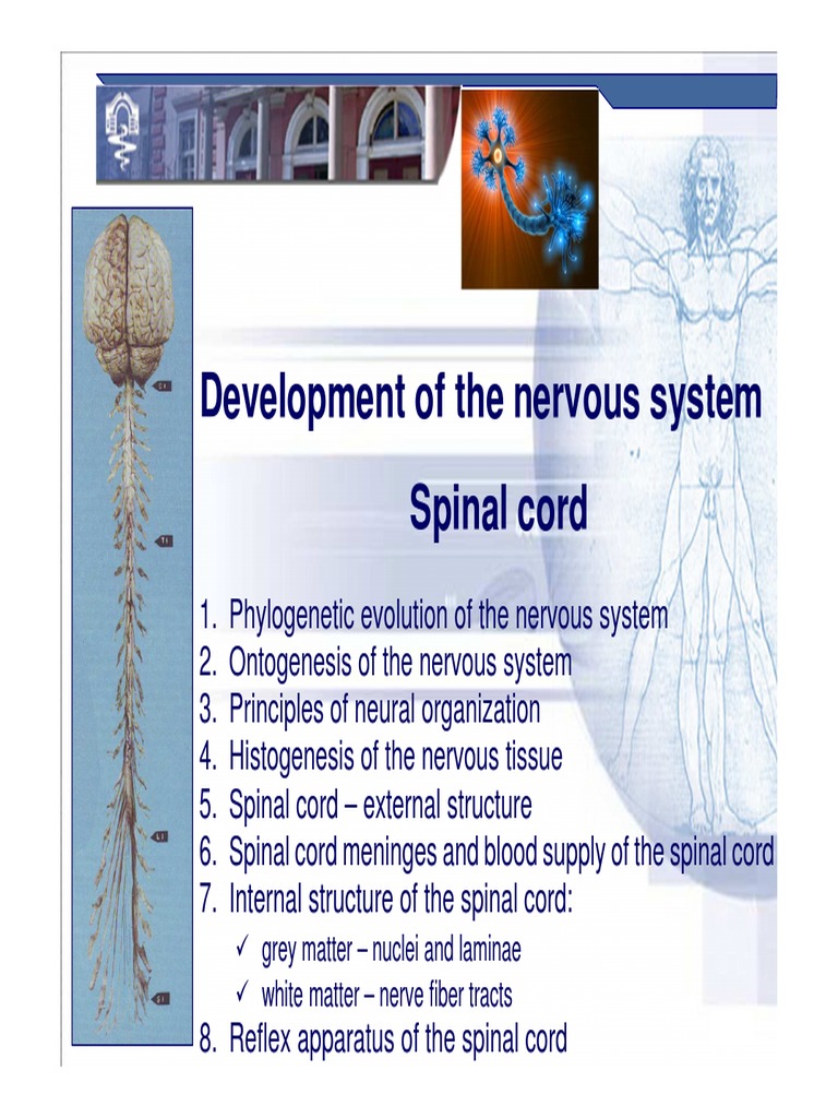 Development of The Nervous System Spinal Cord | PDF | Chemical Synapse ...