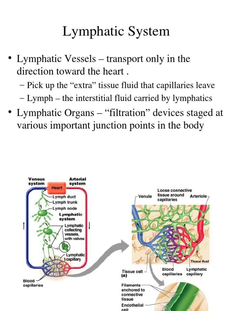 Chapter 20 Lymphatic System | PDF | Lymphatic System | Lymph Node