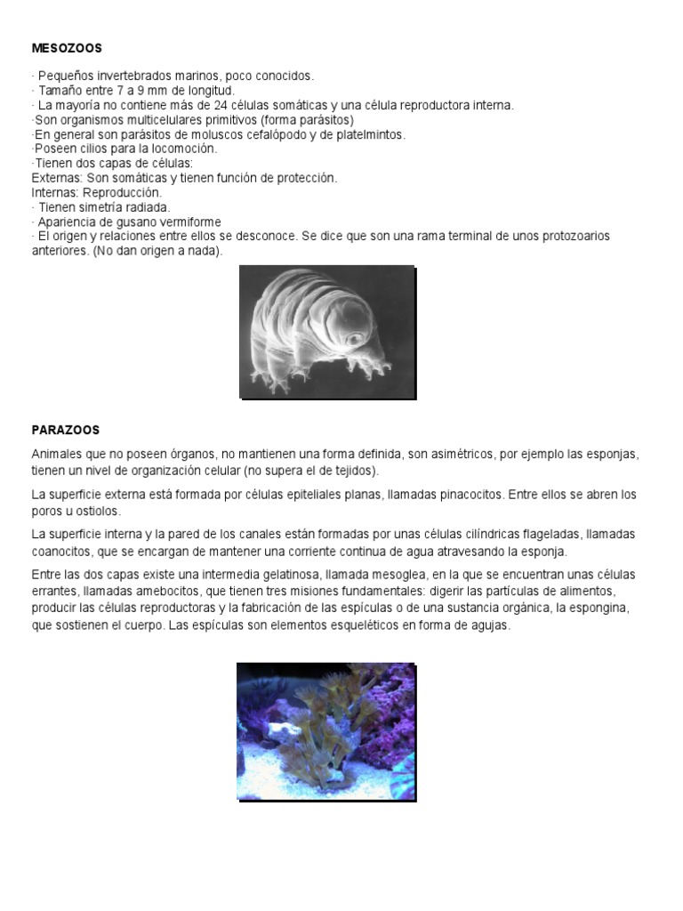 MESOZOOS | PDF | Citoplasma | Biología Celular)