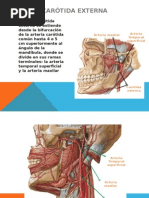 Arterias Faríngea y Occipital | PDF | Artería | Sistema cardiovascular