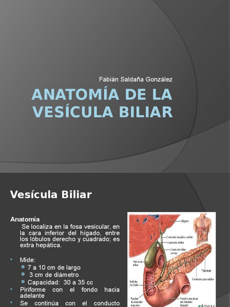 Anatomía de La Vesícula Biliar | PDF