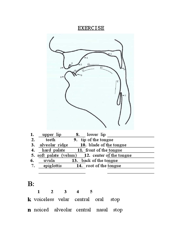 Exercise: Voiceless Velar Central Oral Stop Noiced Alveolar Central ...