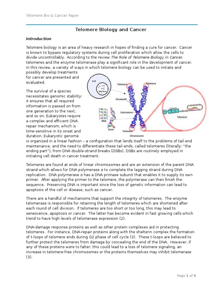 Telomere Biology and Cancer | PDF | Telomere | Dna Repair