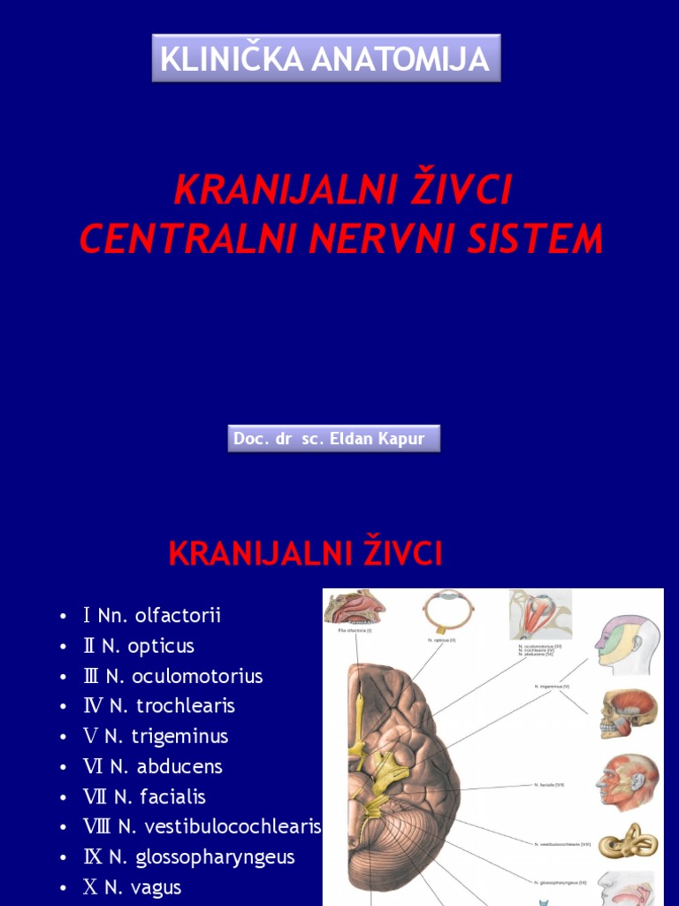 Nervi craniales, klinička anatomija