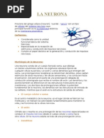 Estructura y Función de la Neurona | PDF | Neurona | Axon