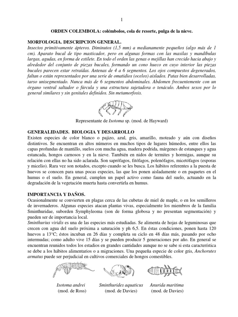 Insectos del suelo: Colémbolos y Psócidos | PDF | Insectos | Hormiga