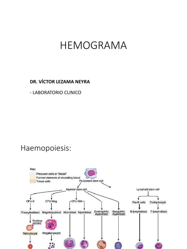 Hemograma 1pdf Leucocito Sistema Inmune