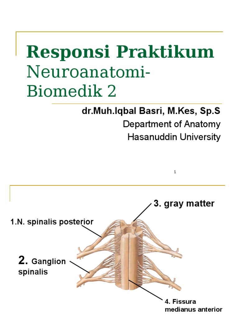 Neuroanatomy Practicum Guide | PDF | Wellness