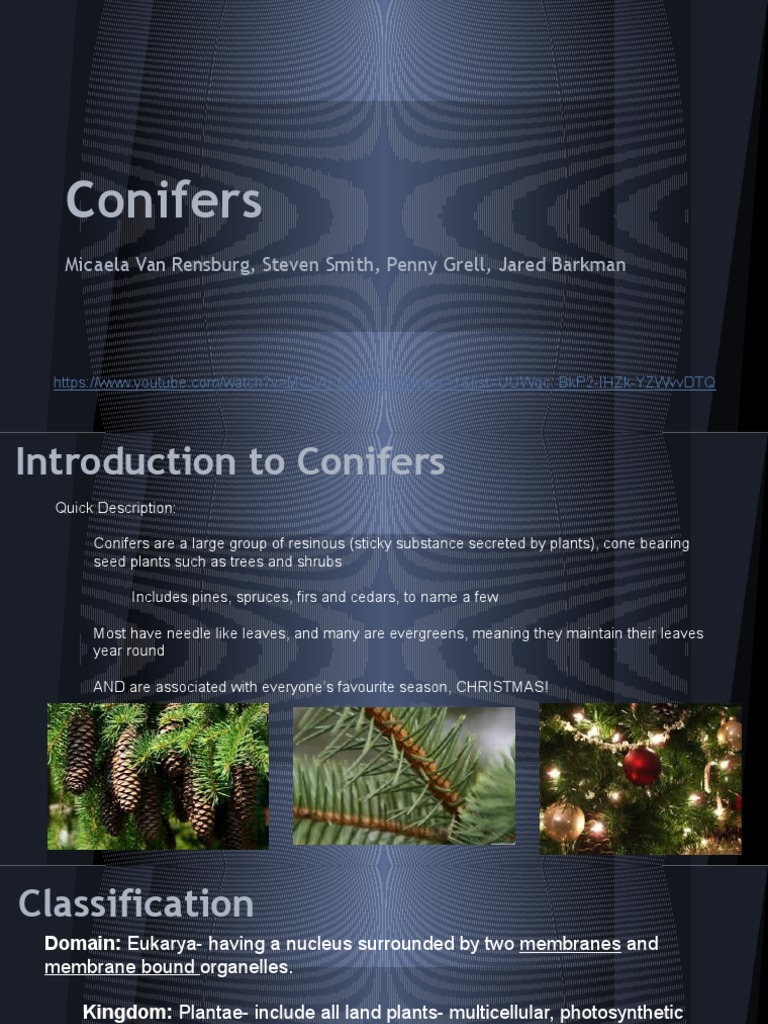 Understanding Conifers: A Comprehensive Guide | PDF | Pinophyta | Plants