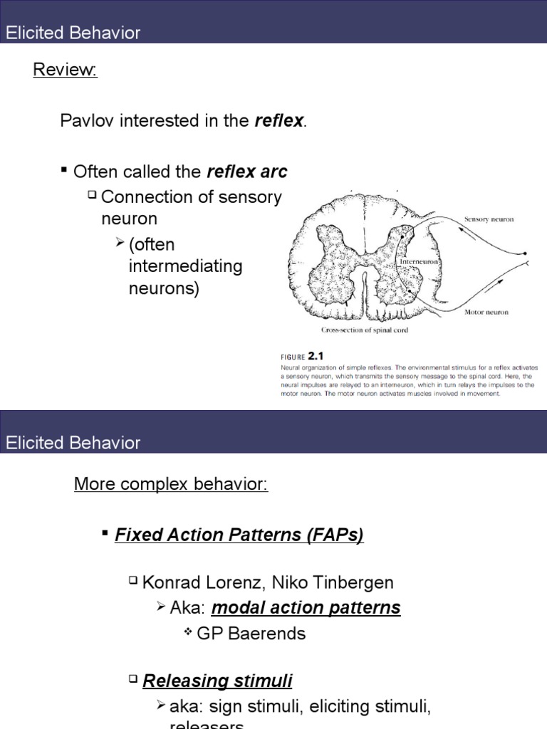 Elicited Behavior | Classical Conditioning | Ethology
