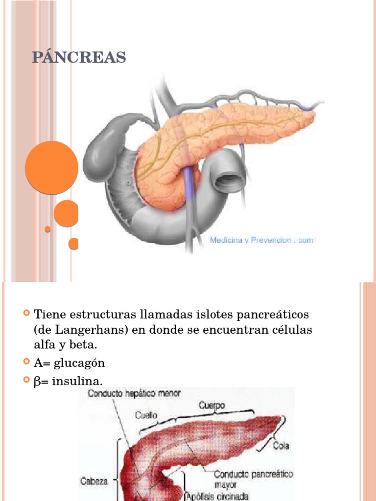Páncreas y Glándula Pineal. | PDF | Páncreas | Insulina