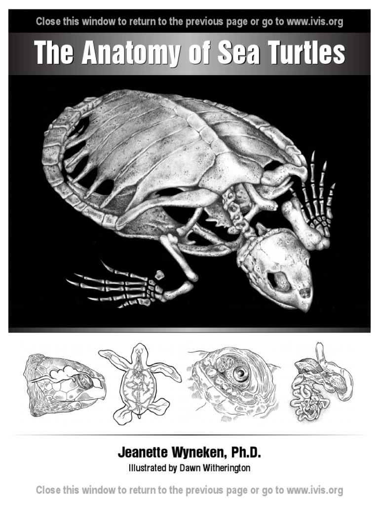 Wyneken The Anatomy Of Sea Turtle Pdf Pdf Kidney Urinary System