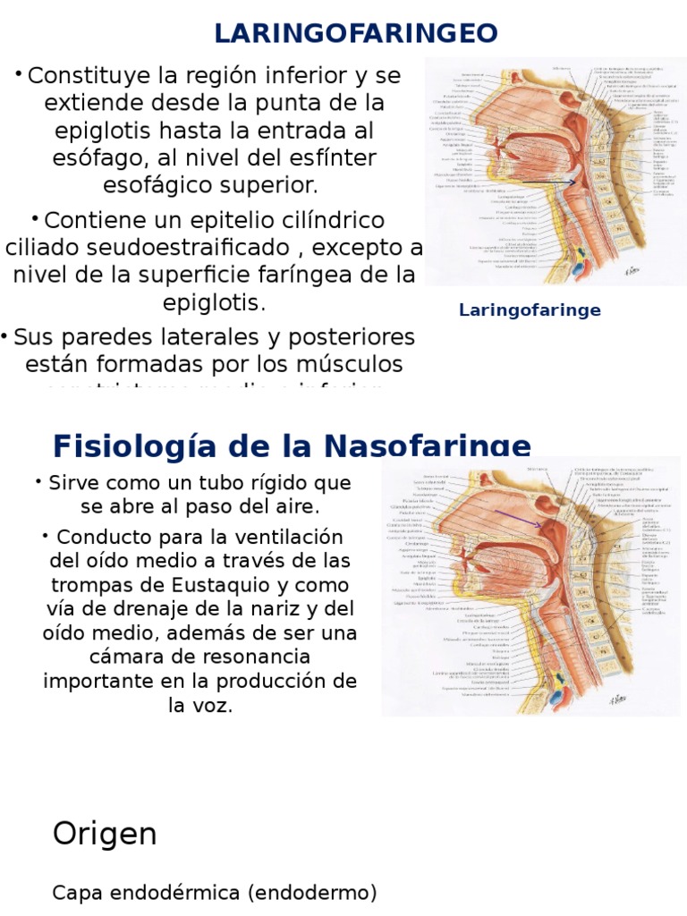 LARINGOFARINGE | PDF