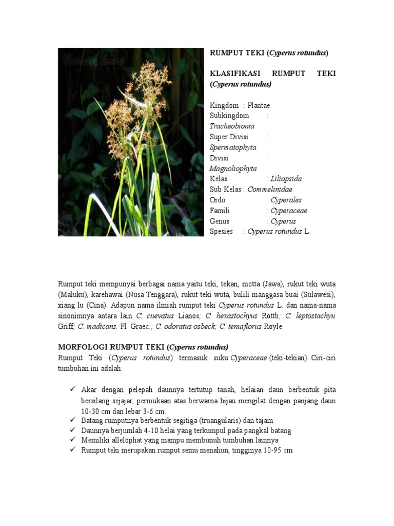 Rumput Teki | PDF | Kesehatan Holistik