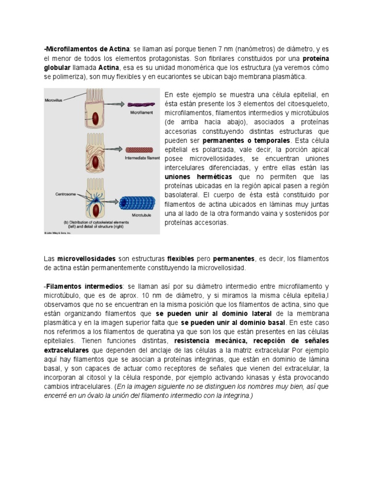 Estructura y función de microfilamentos | PDF | Microtúbulos | Actina