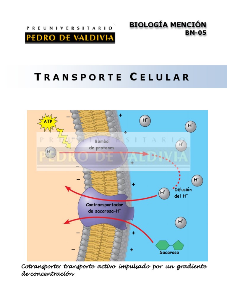 (5) Transporte Celular | Membrana celular | Biología Celular)