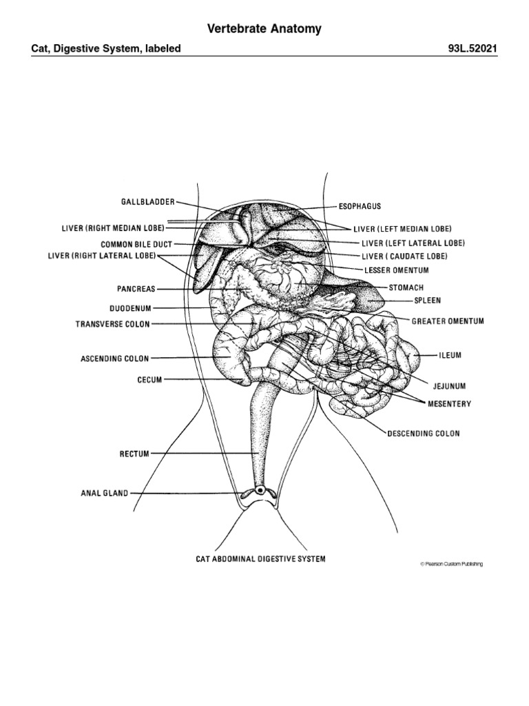 Cat Digestive System | PDF