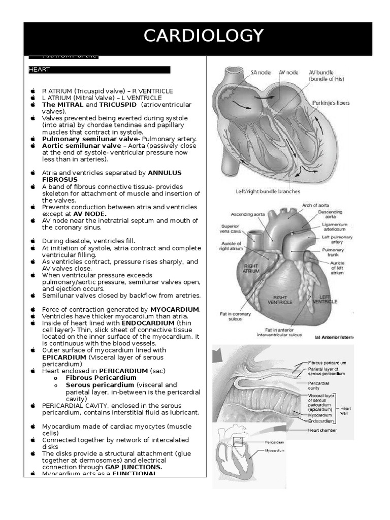 Cardiology | PDF | Heart Valve | Coronary Circulation