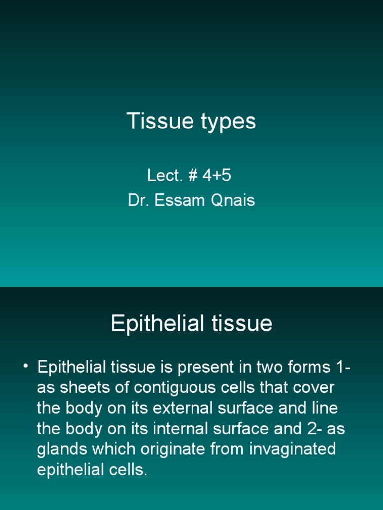 4+5 Tissue Types and Epithelial Tissue | PDF | Epithelium | Cell Membrane