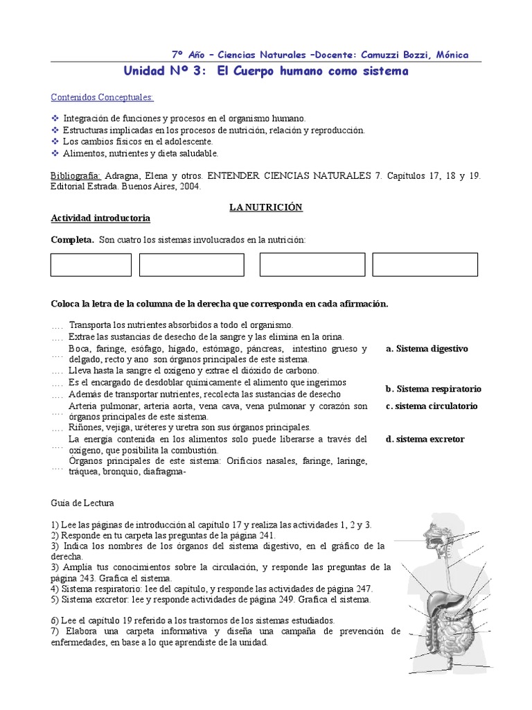 Guia de 7º El cuerpo humano y sus Sistemas. | PDF | Sistema digestivo ...