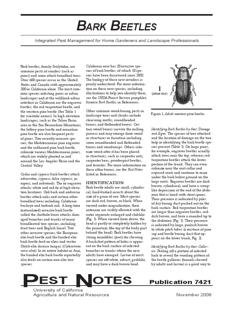 Bark Beetles Art | PDF | Beetle | Trees