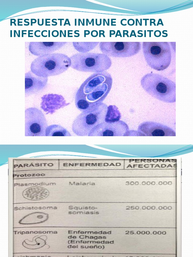 Respuesta Inmune Contra Infecciones Por Parasitos 2 | PDF | Citocina | Inflamación