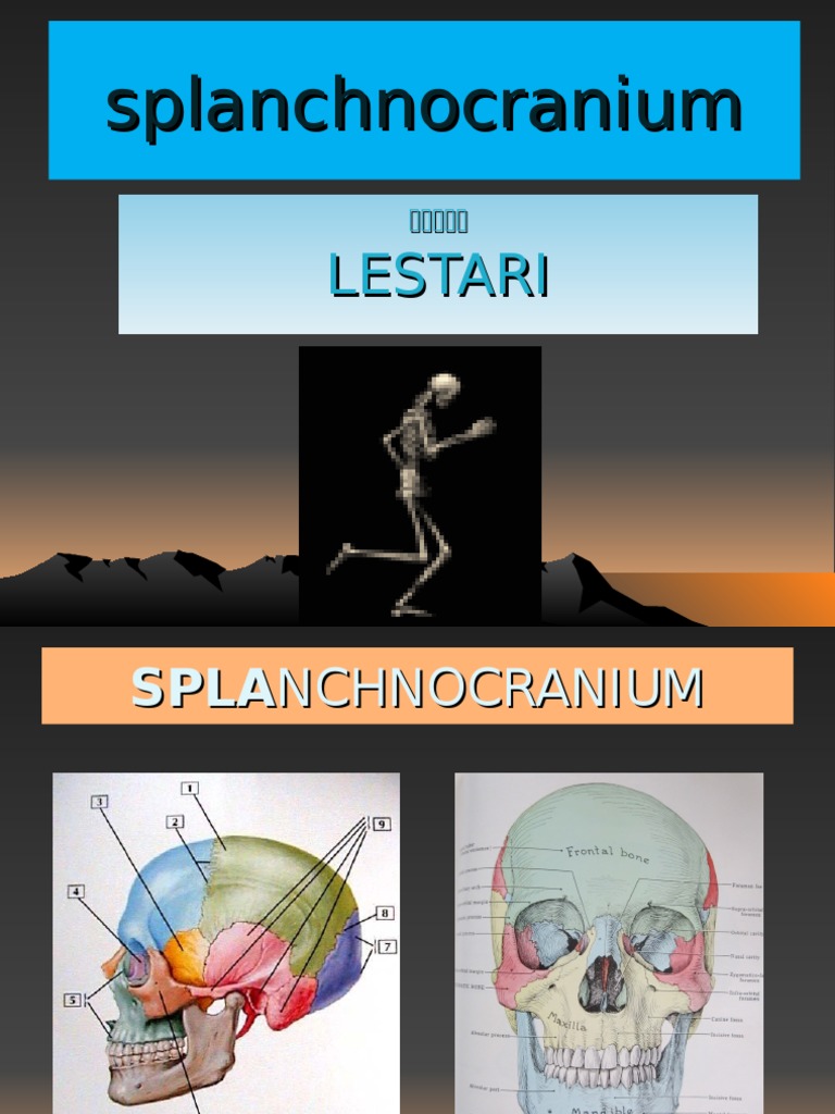 SPLANCHNOCRANIUM | PDF