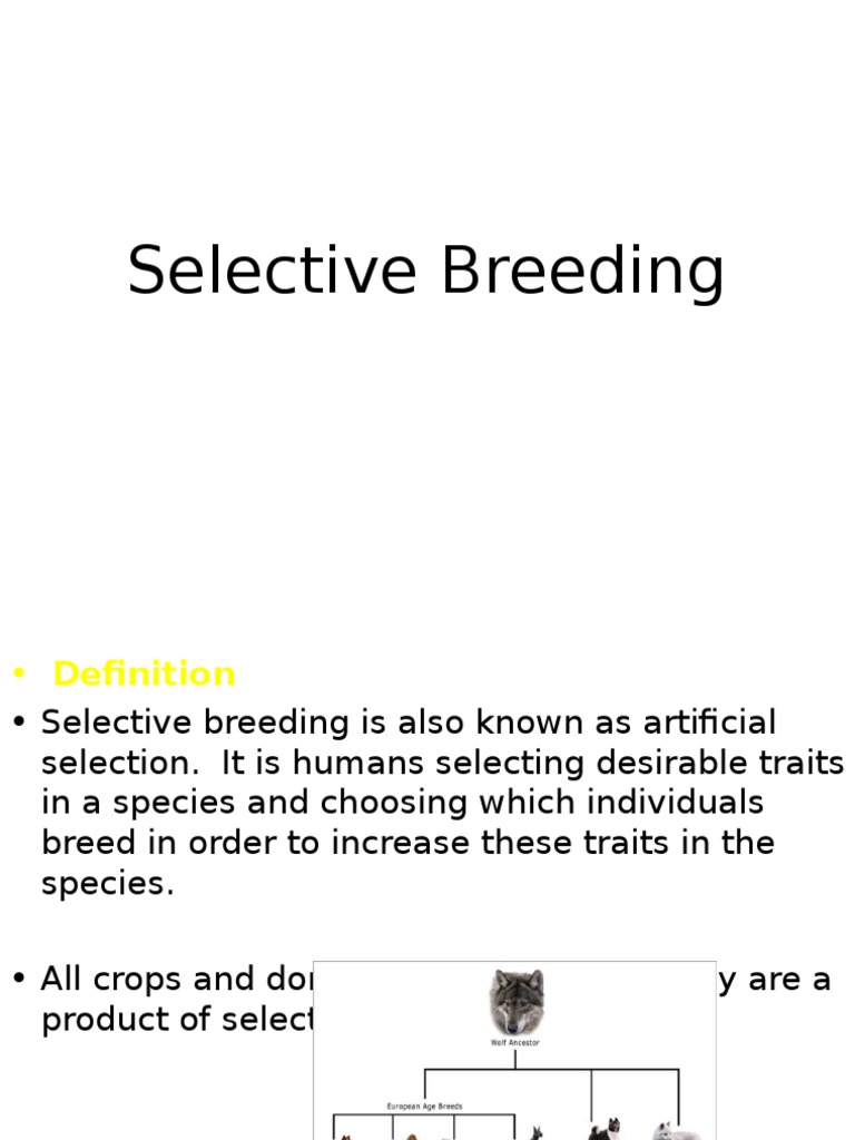 Understanding Selective Breeding | PDF | Ploidy | Selective Breeding