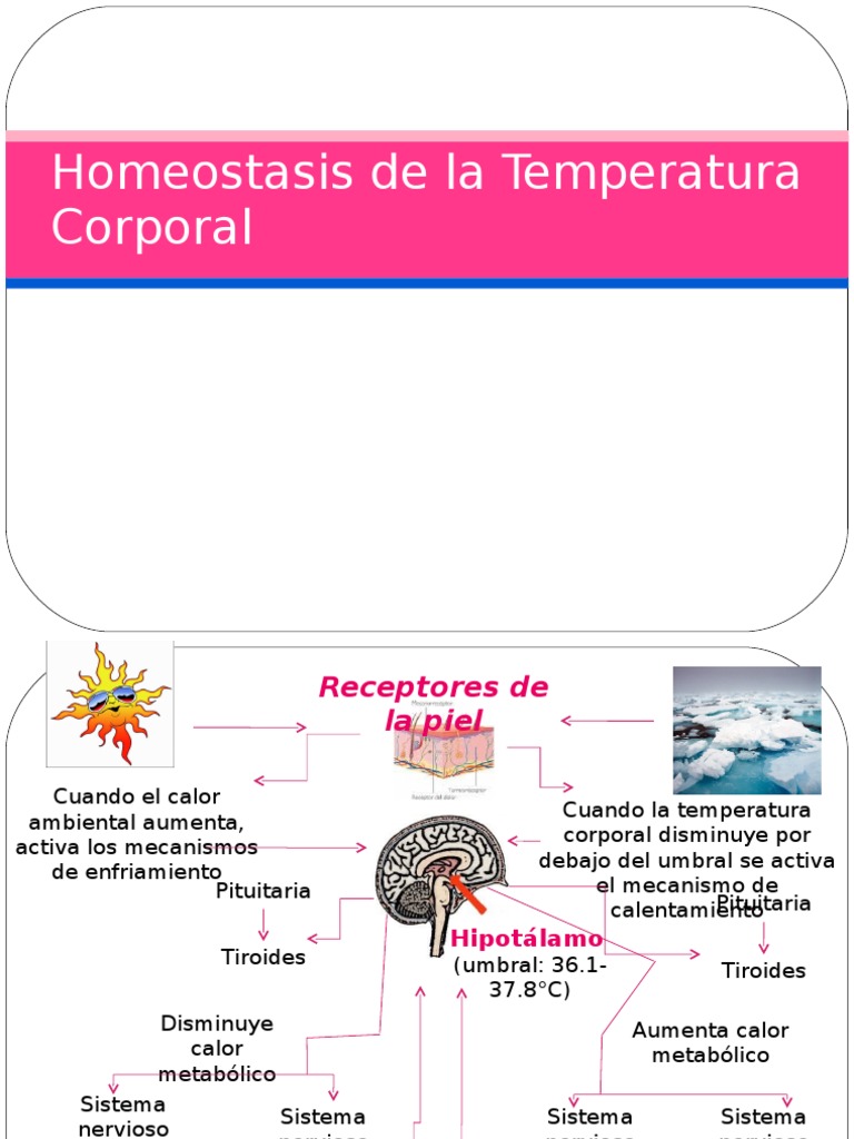 Esperanza Guadalupe de La Torre Delgado - Homeostasis de La Temperatura ...
