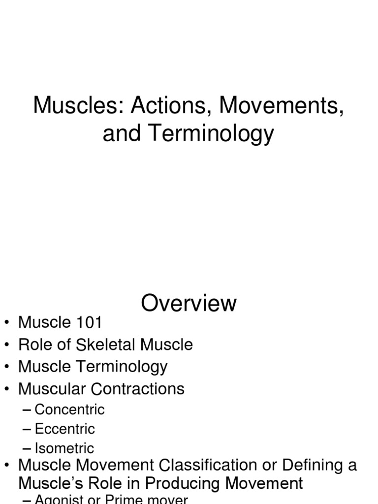 Muscle Terms | PDF | Muscle Contraction | Dance Science