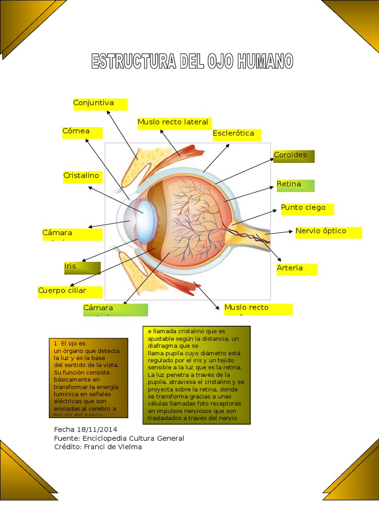 Anatomía Del Ojo Humano Ppt Diapositivas Sobre La Anatomía Del Ojo Y