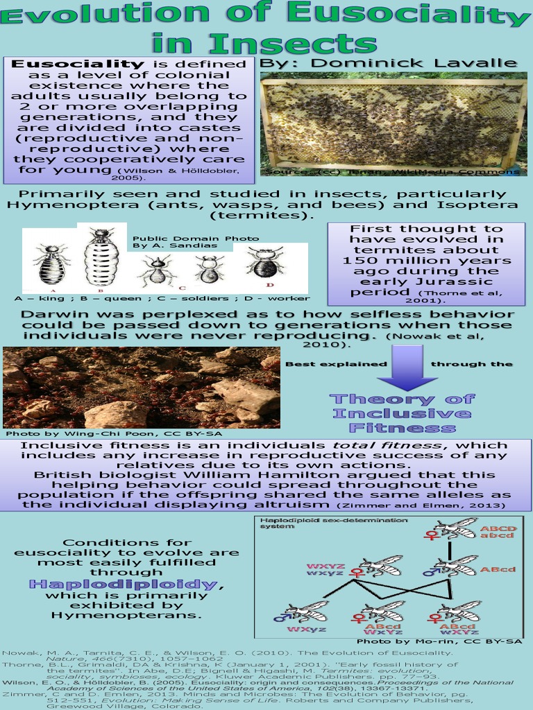 Eusociality: By: Dominick Lavalle | PDF