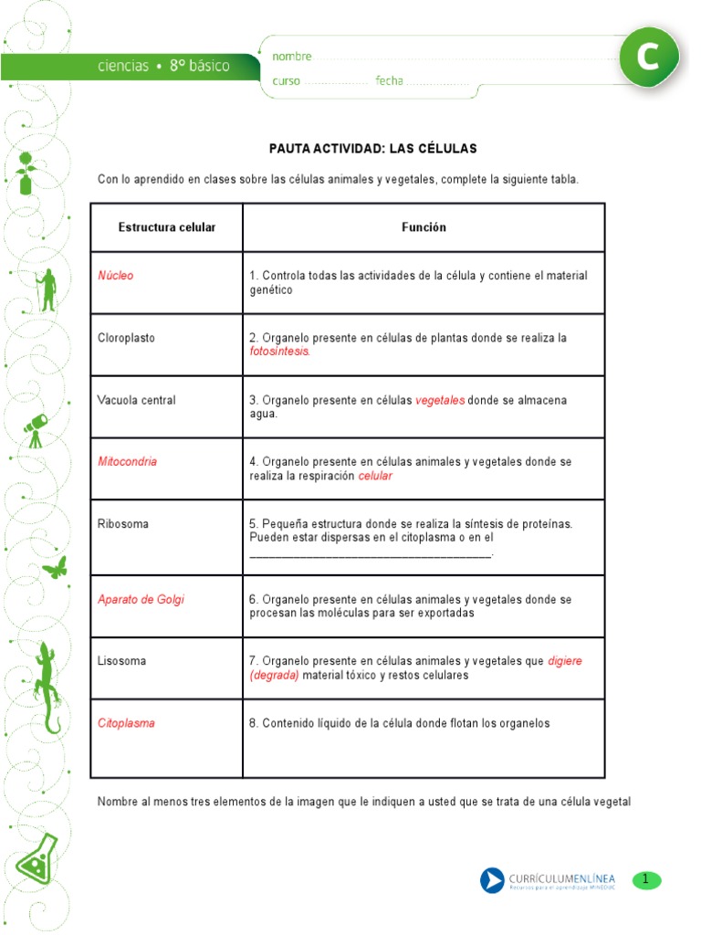 Estructuras y funciones celulares | PDF | Eucariotas | Plantas