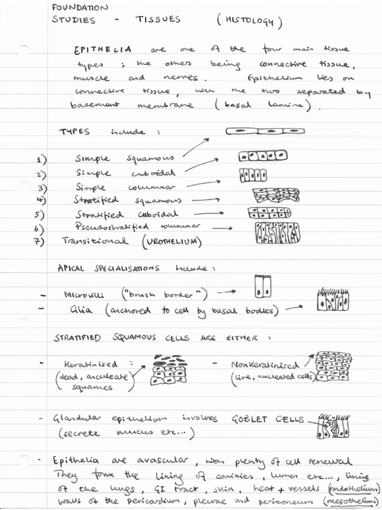 Histology Revision Notes | PDF