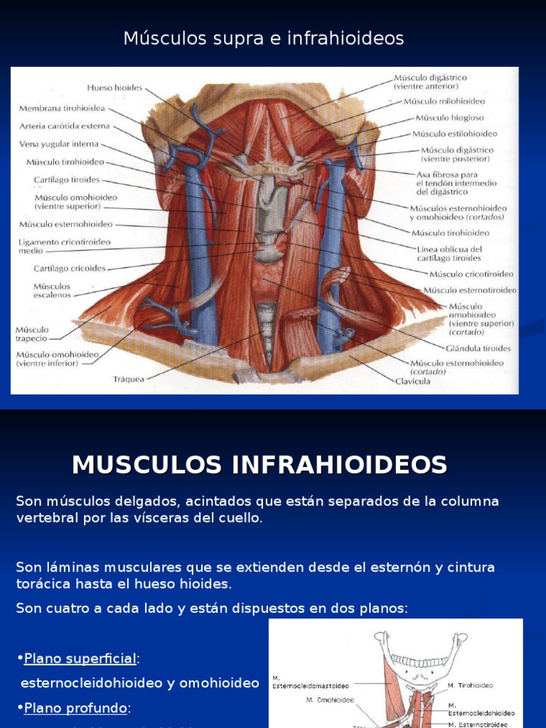 Musculos Suprahioideos e Infrahioideos 1213570191801849 9 | PDF ...