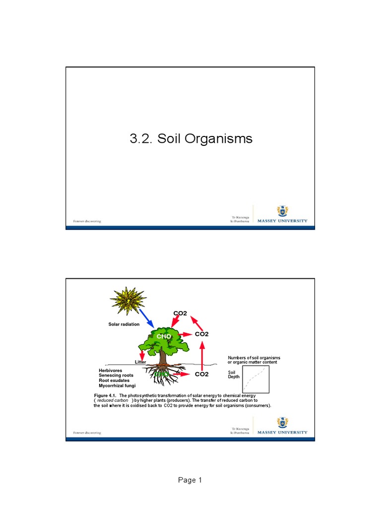 Day 2 Soil Organisms | PDF | Bacteria | Soil