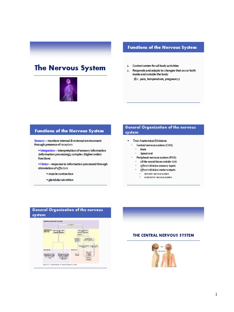 Functions of The Nervous System | PDF | Nervous System | Neuron