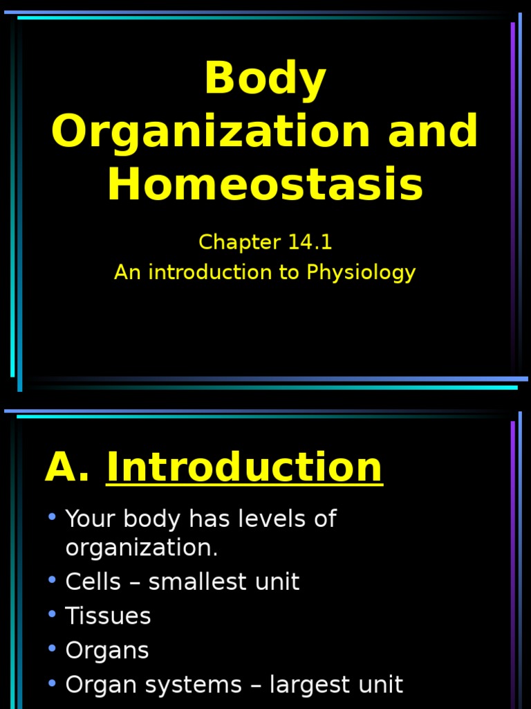 Body Organization & Homeostasis | PDF | Human Body | Tissue (Biology)