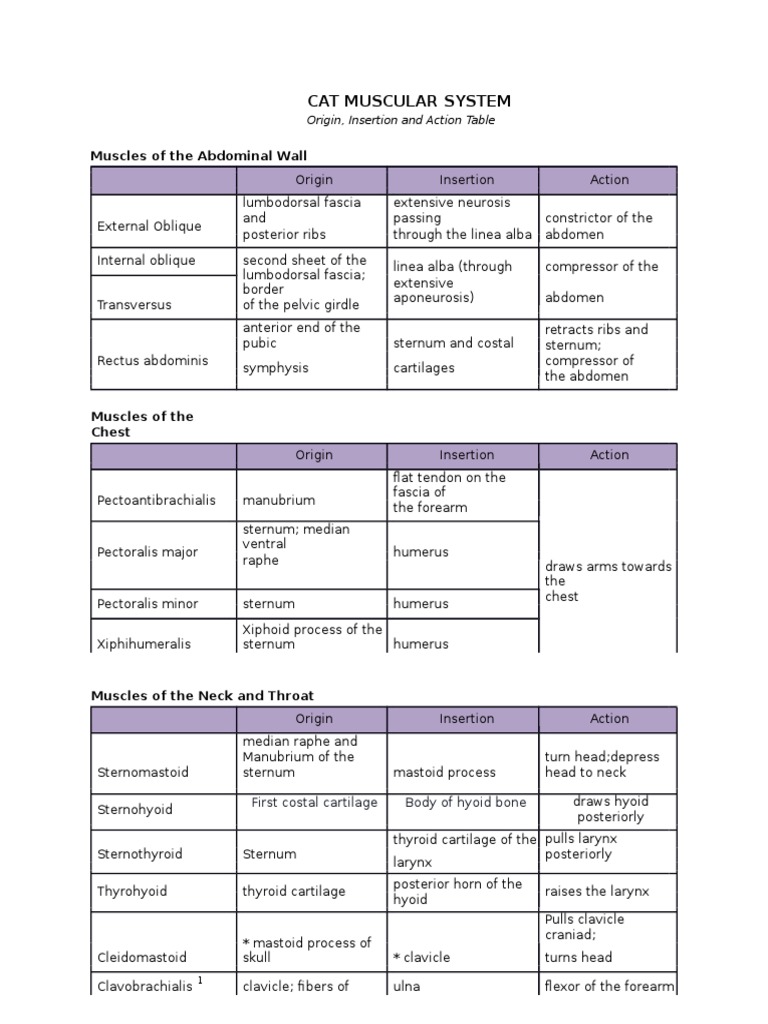 Cat Muscular System: Muscles of The Abdominal Wall | PDF | Foot | Vertebra