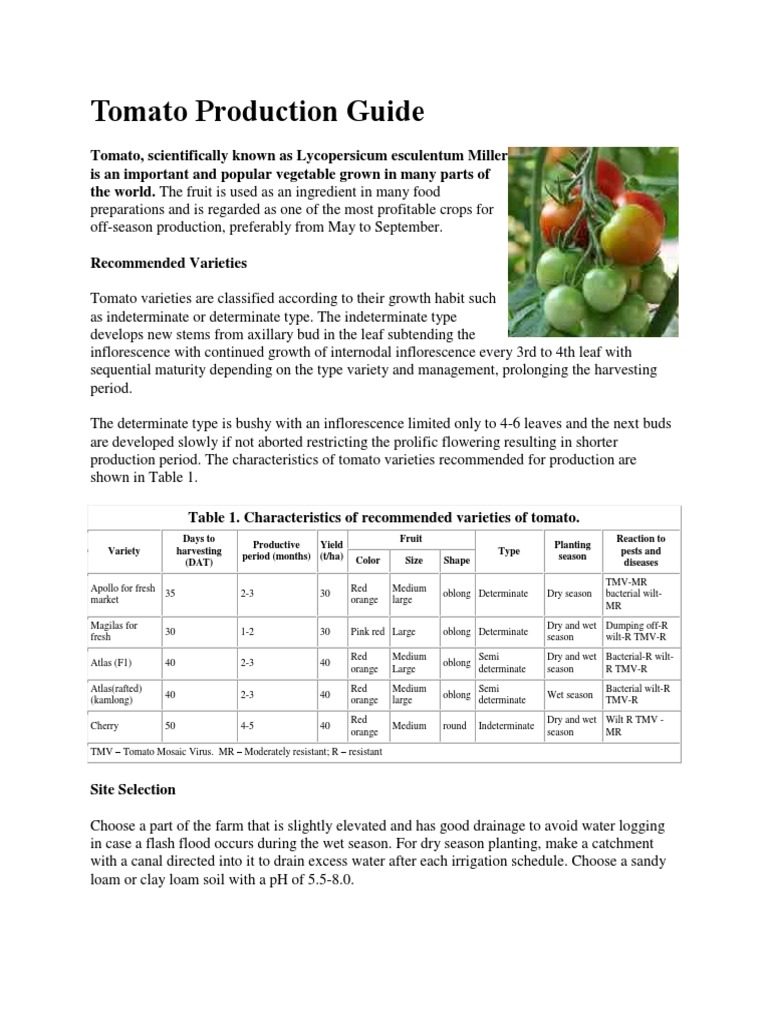 Comprehensive Tomato Production Guide | PDF | Tomato | Mulch