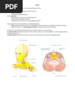 Ramillete de Riolano | PDF | Anatomía humana | Cabeza y cuello humanos