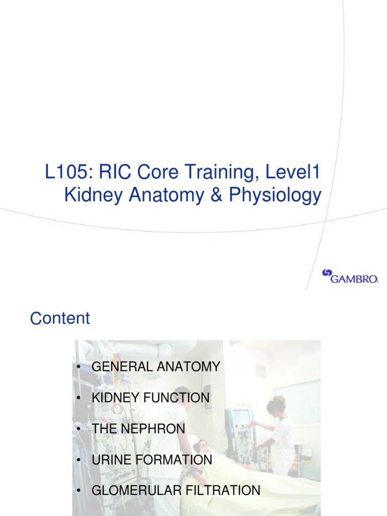 Kidney Anatomy Physiology | PDF | Kidney | Renal Function