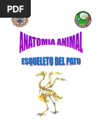 Estructura Esquelética del Pato | PDF | Esqueleto | Anatomía