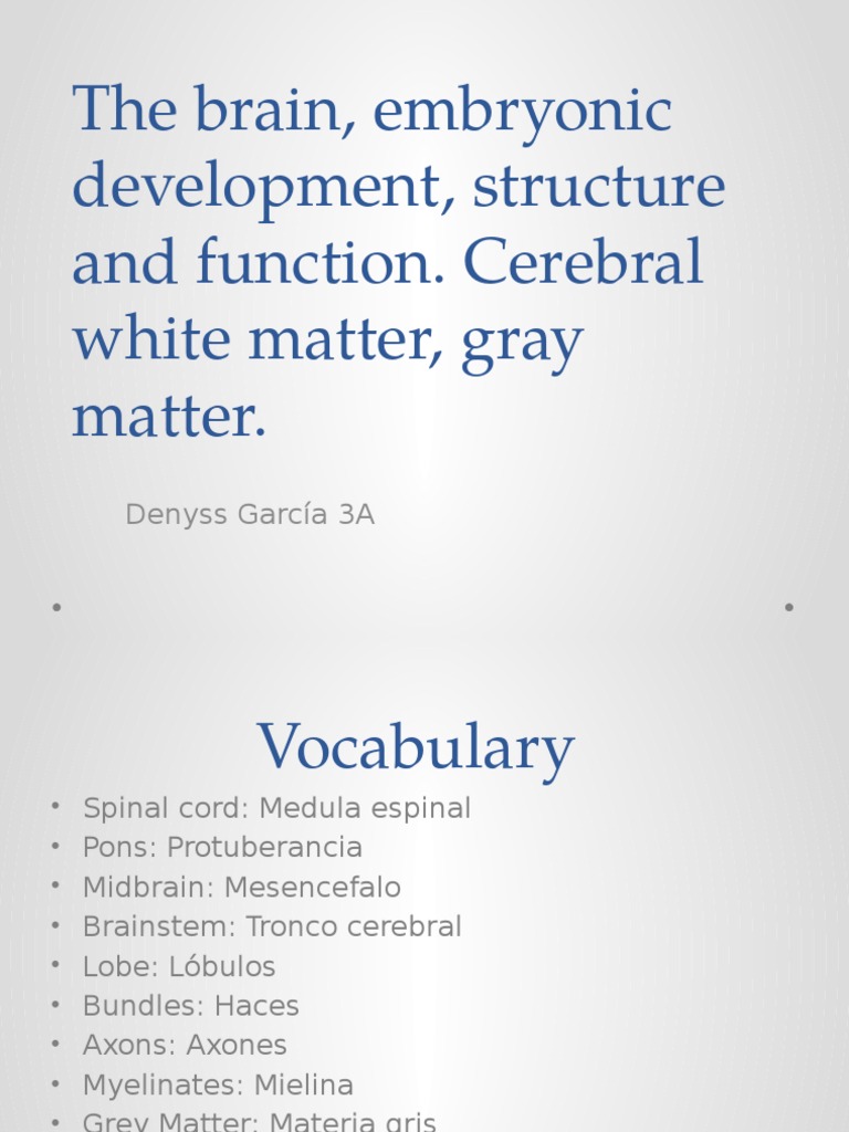 The Brain, Embryonic Development, Structure and Function. Cerebral ...