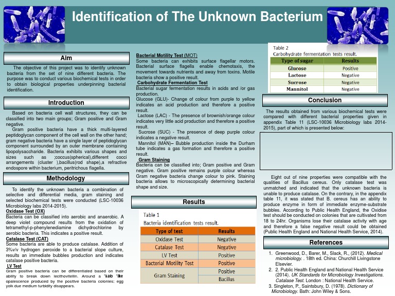 Microbiology Poster | Bacteria | Gram Positive Bacteria
