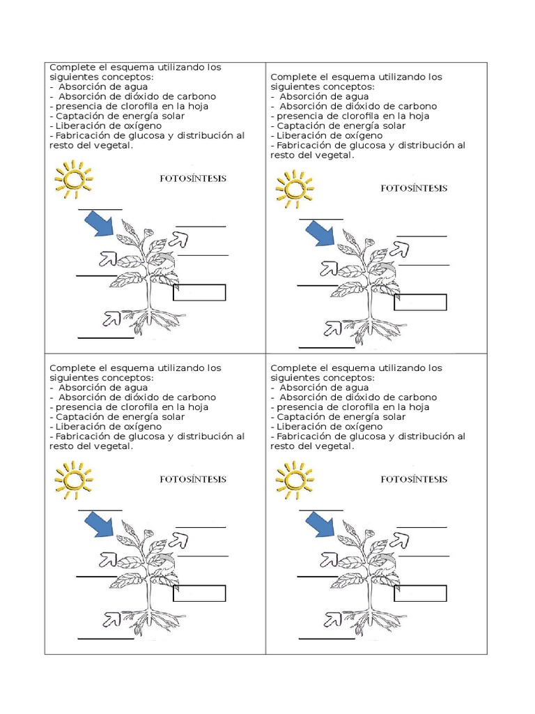 Hoja De Trabajo Con Diagramas De Fotosíntesis, Respuestas Y Claves