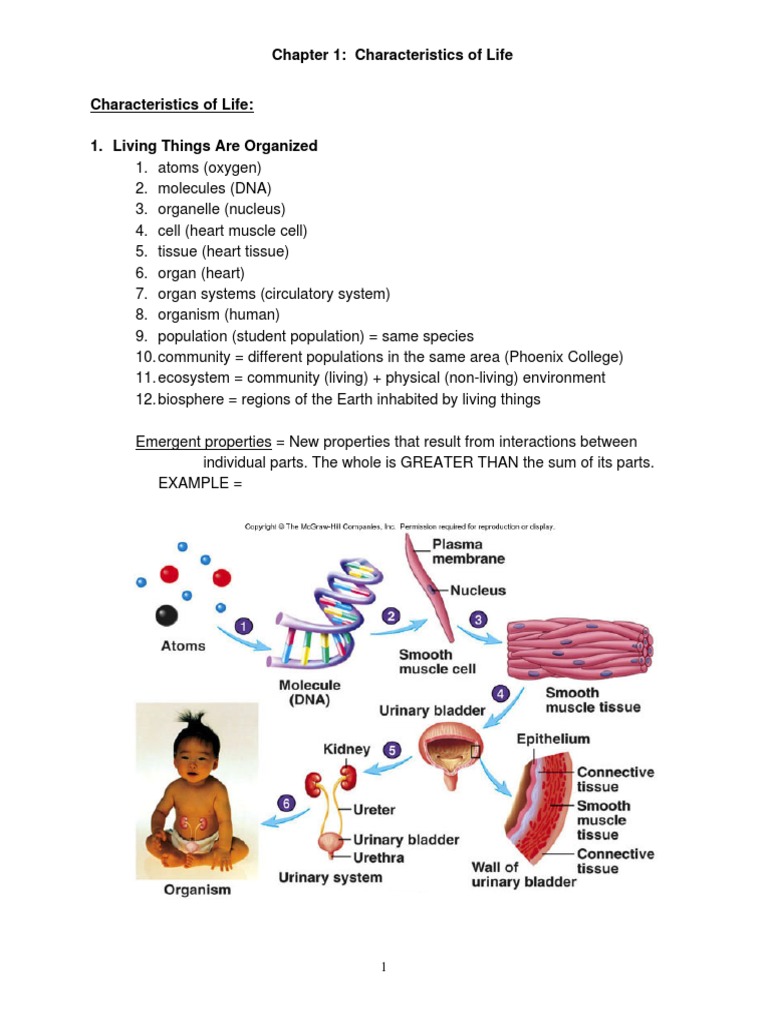Characteristics of Life | PDF | Science & Mathematics
