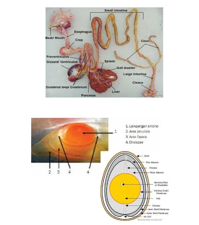 Digesti Ayam Dan Anatomi Histologi Telur Ayam | PDF