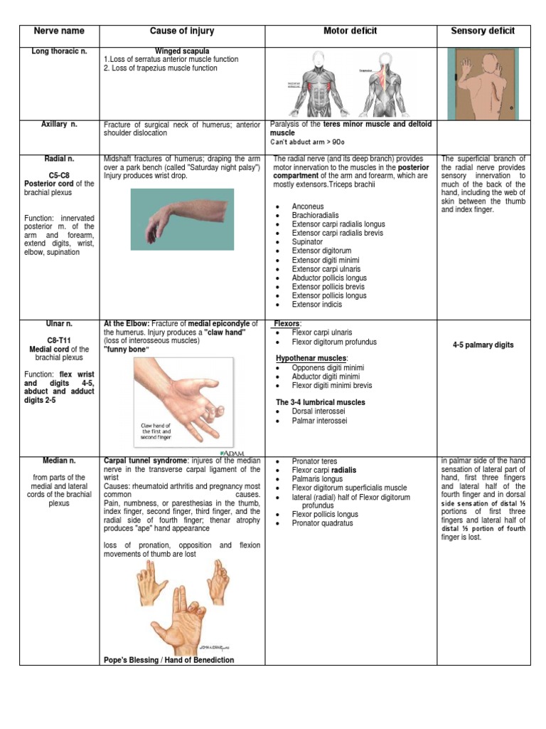 Nerve Injuries | PDF | Arm | Musculoskeletal System